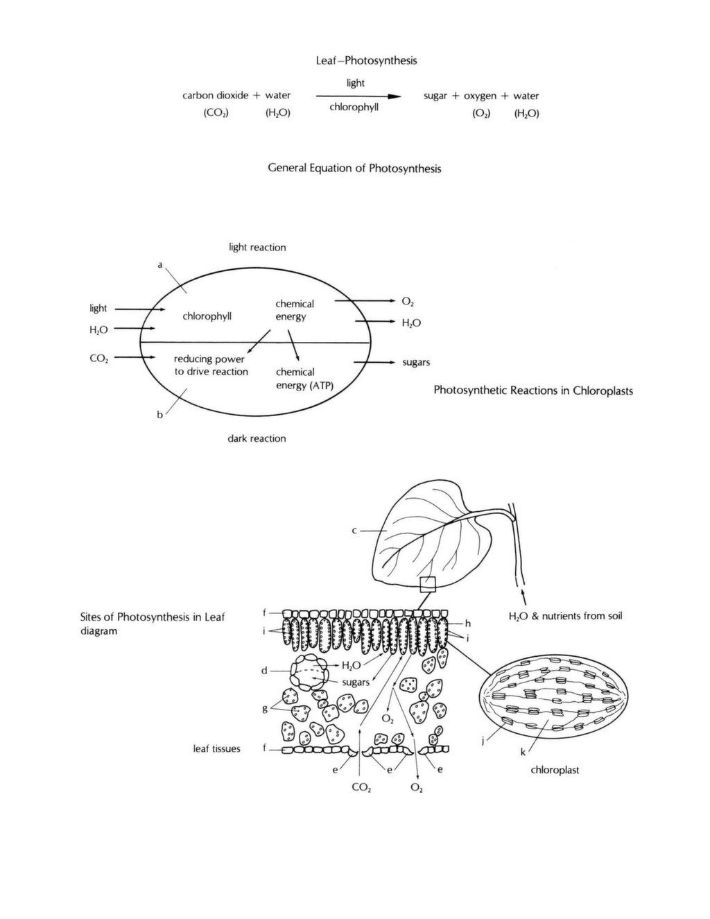 Botany Illustrated: Introduction to Plants, Major Groups, Flowering ...